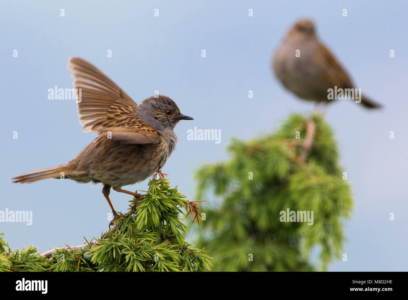 Heggemus hi-res stock photography and images - Alamy