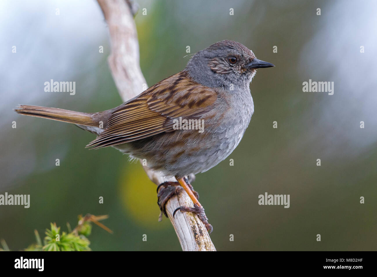 Heggemus hi-res stock photography and images - Alamy