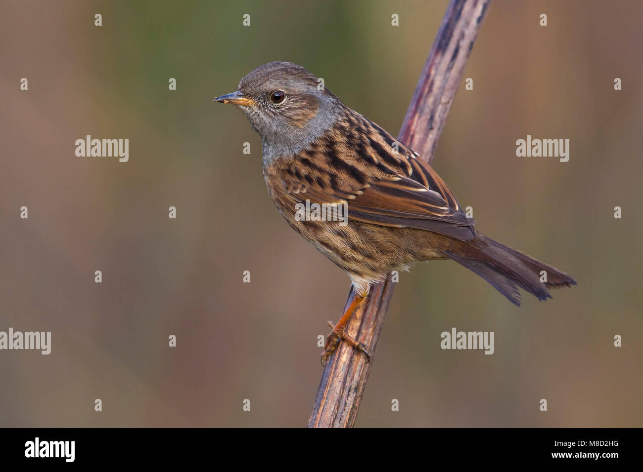 Heggemus hi-res stock photography and images - Alamy
