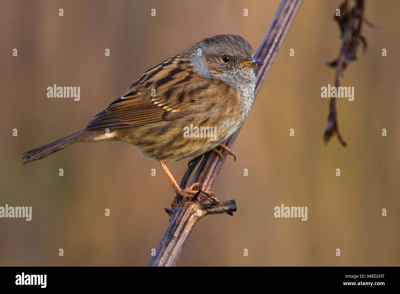 Heggemus hi-res stock photography and images - Alamy