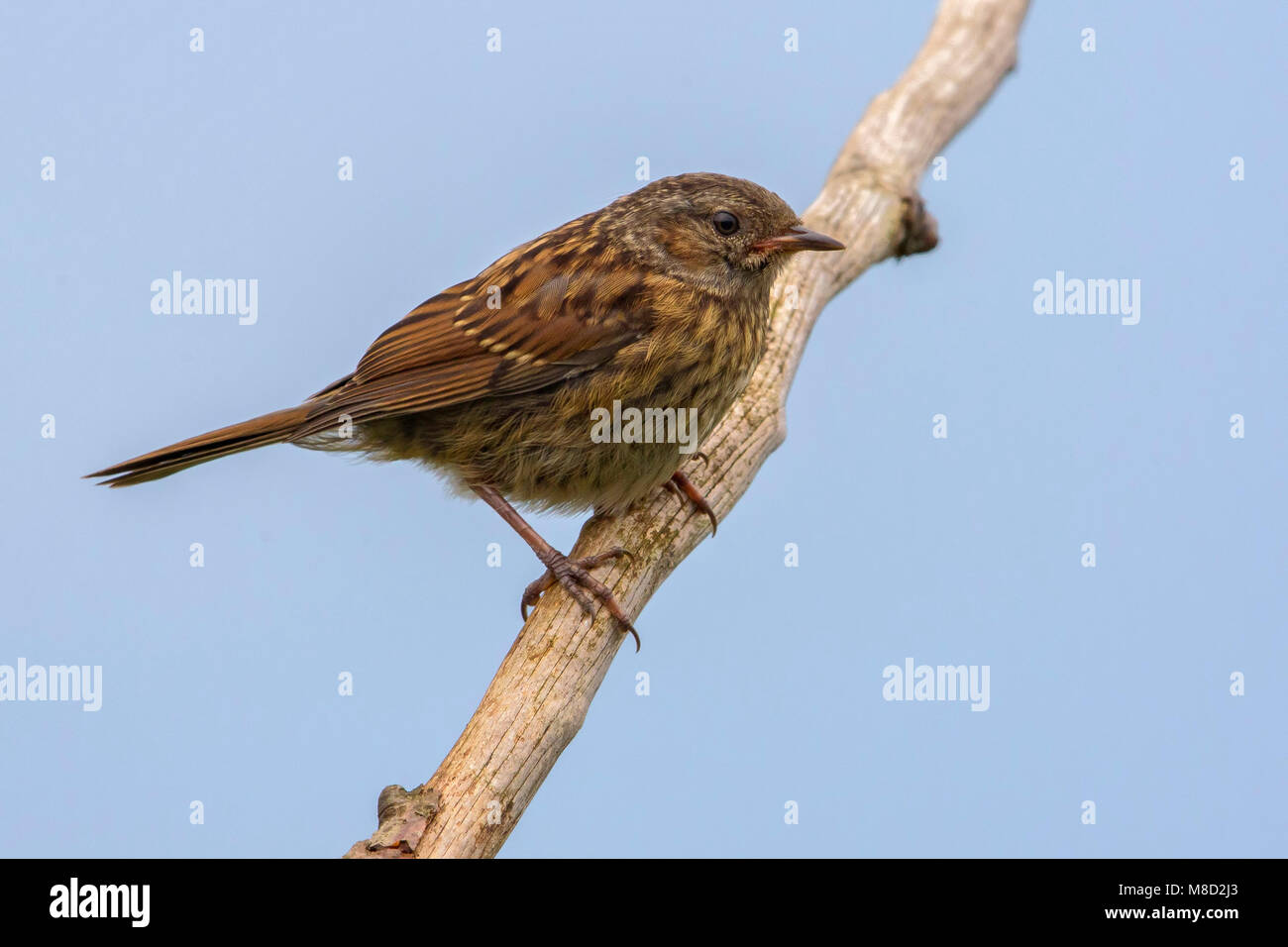 Heggemus hi-res stock photography and images - Alamy