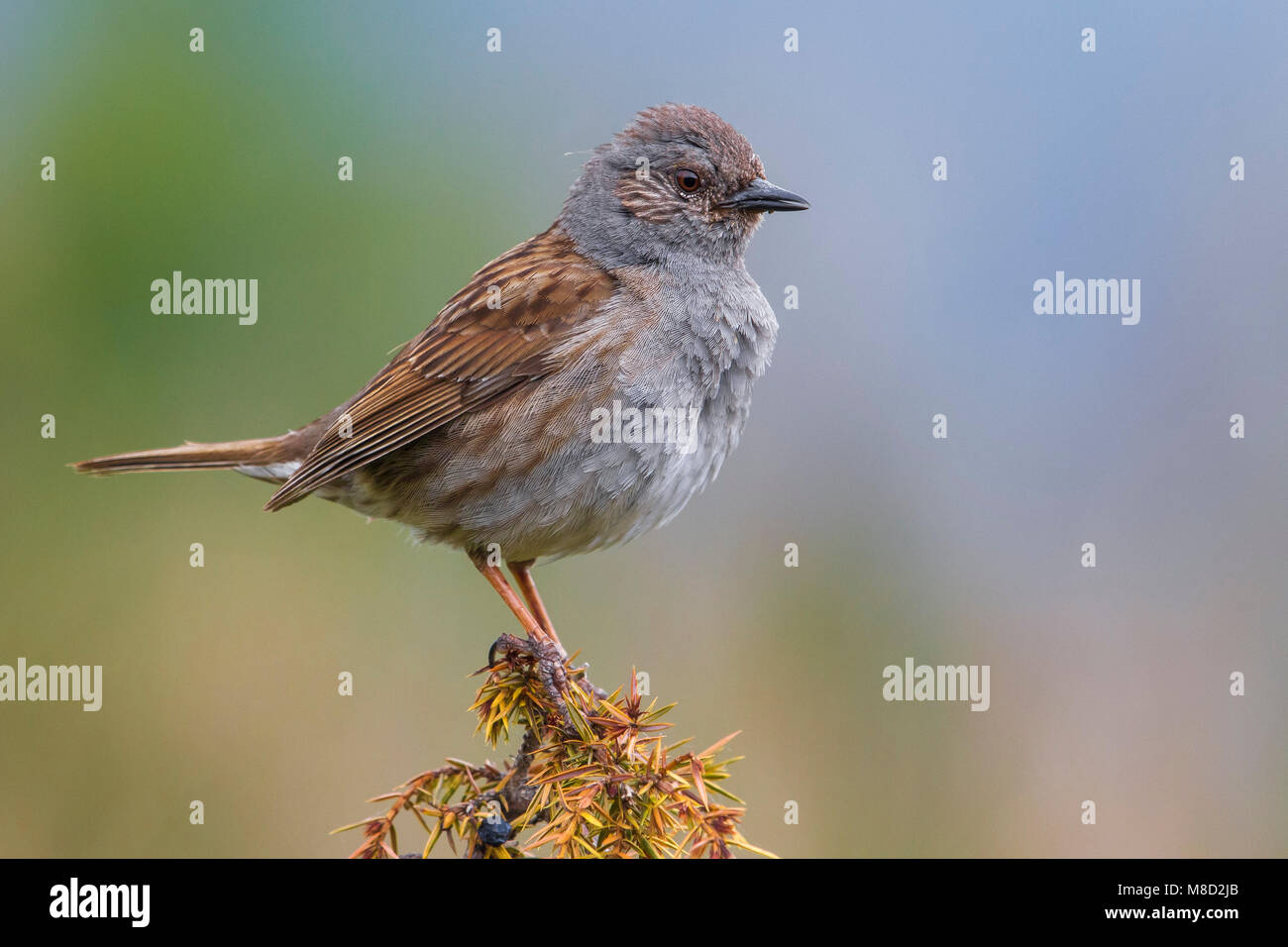Heggemus hi-res stock photography and images - Alamy