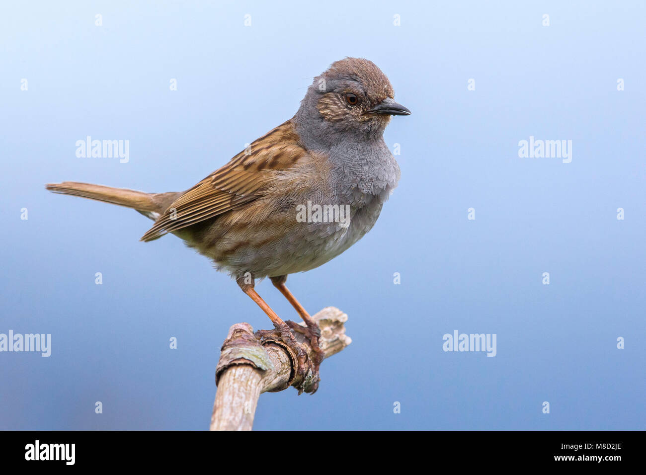 Heggemus hi-res stock photography and images - Alamy