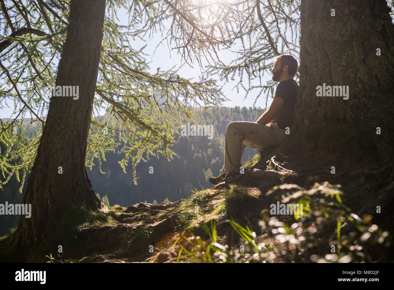 Young adult man have a rest seated under pine tree in sunny summer day ...