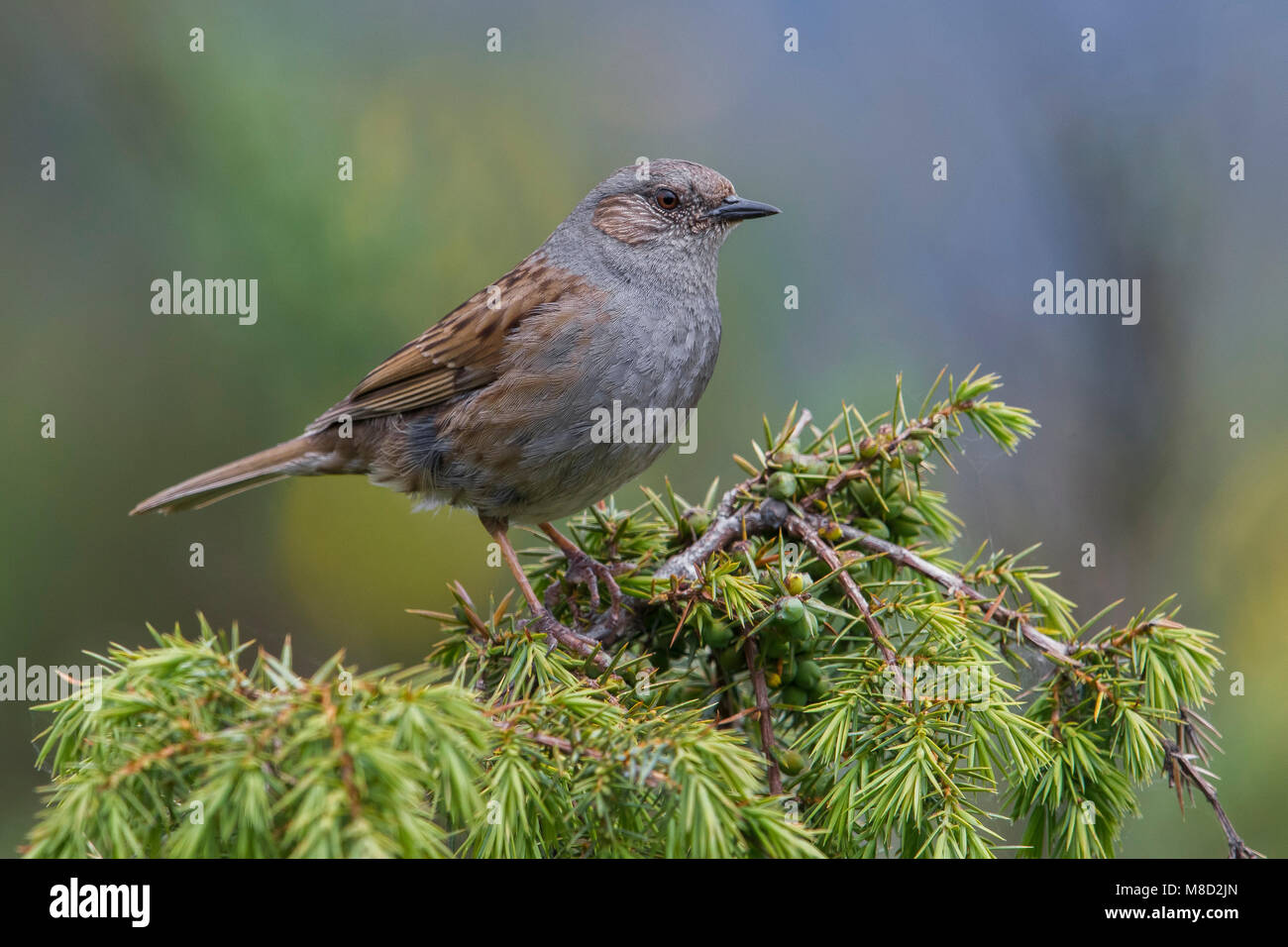Heggemus hi-res stock photography and images - Alamy