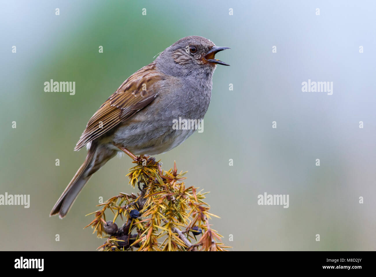 Singing dunnock prunella modularis hi-res stock photography and images ...