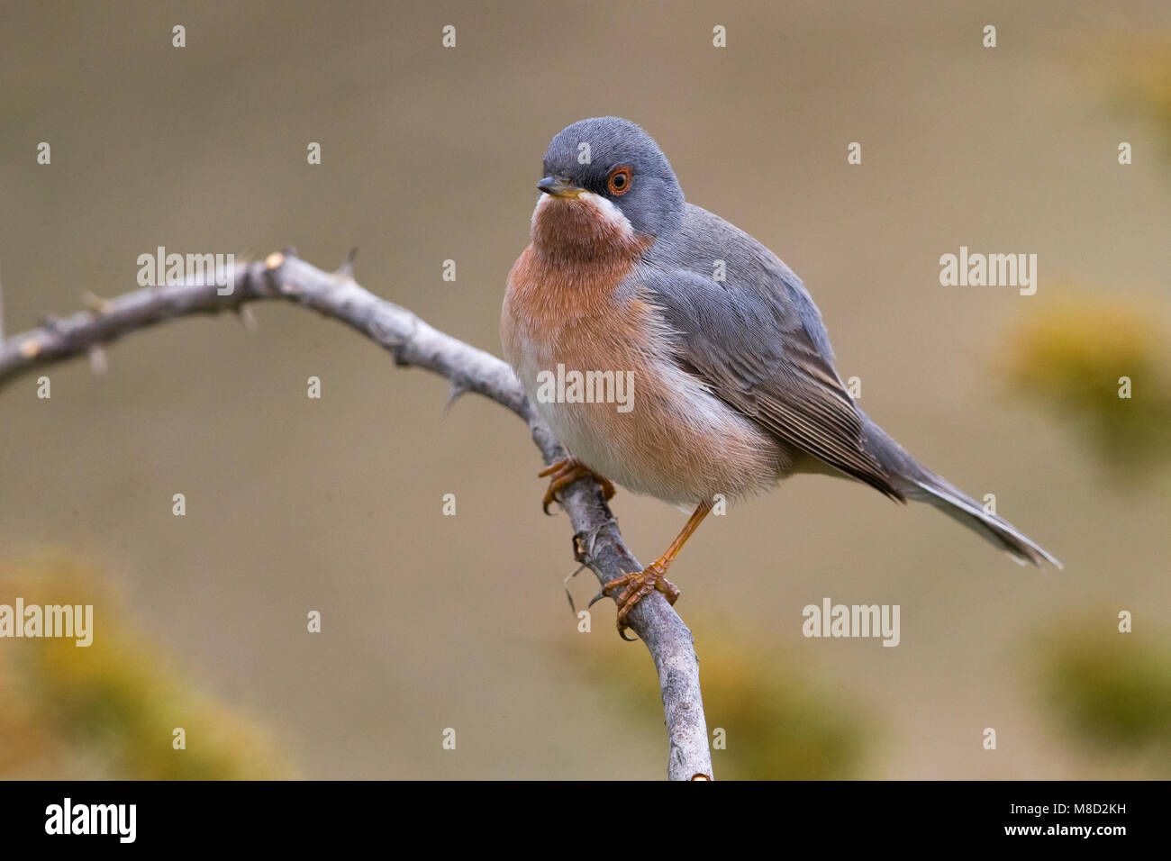 Oostelijke Baardgrasmus; Eastern Subalpine Warbler Stock Photo - Alamy