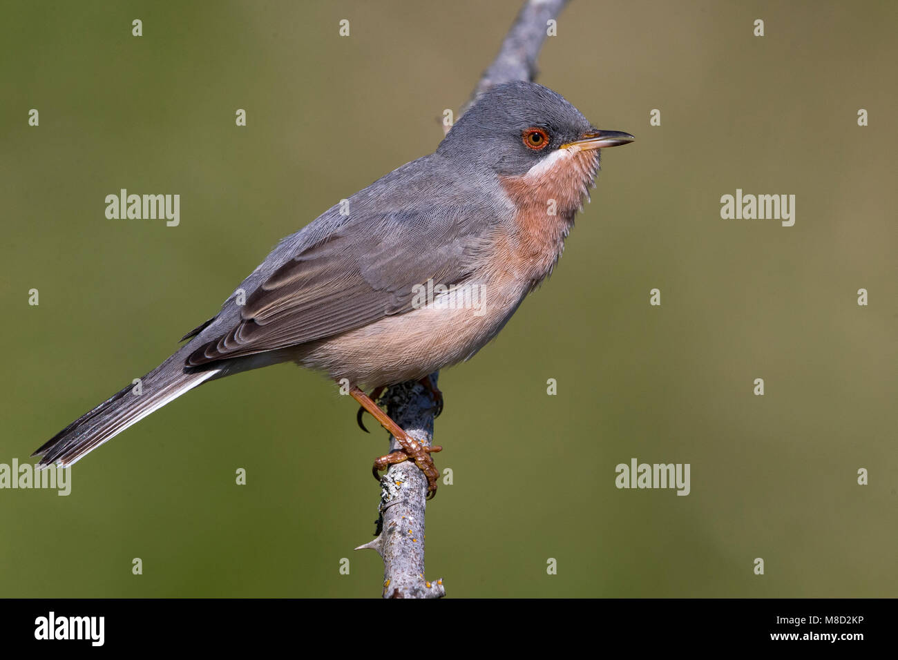 Oostelijke Baardgrasmus; Eastern Subalpine Warbler Stock Photo - Alamy