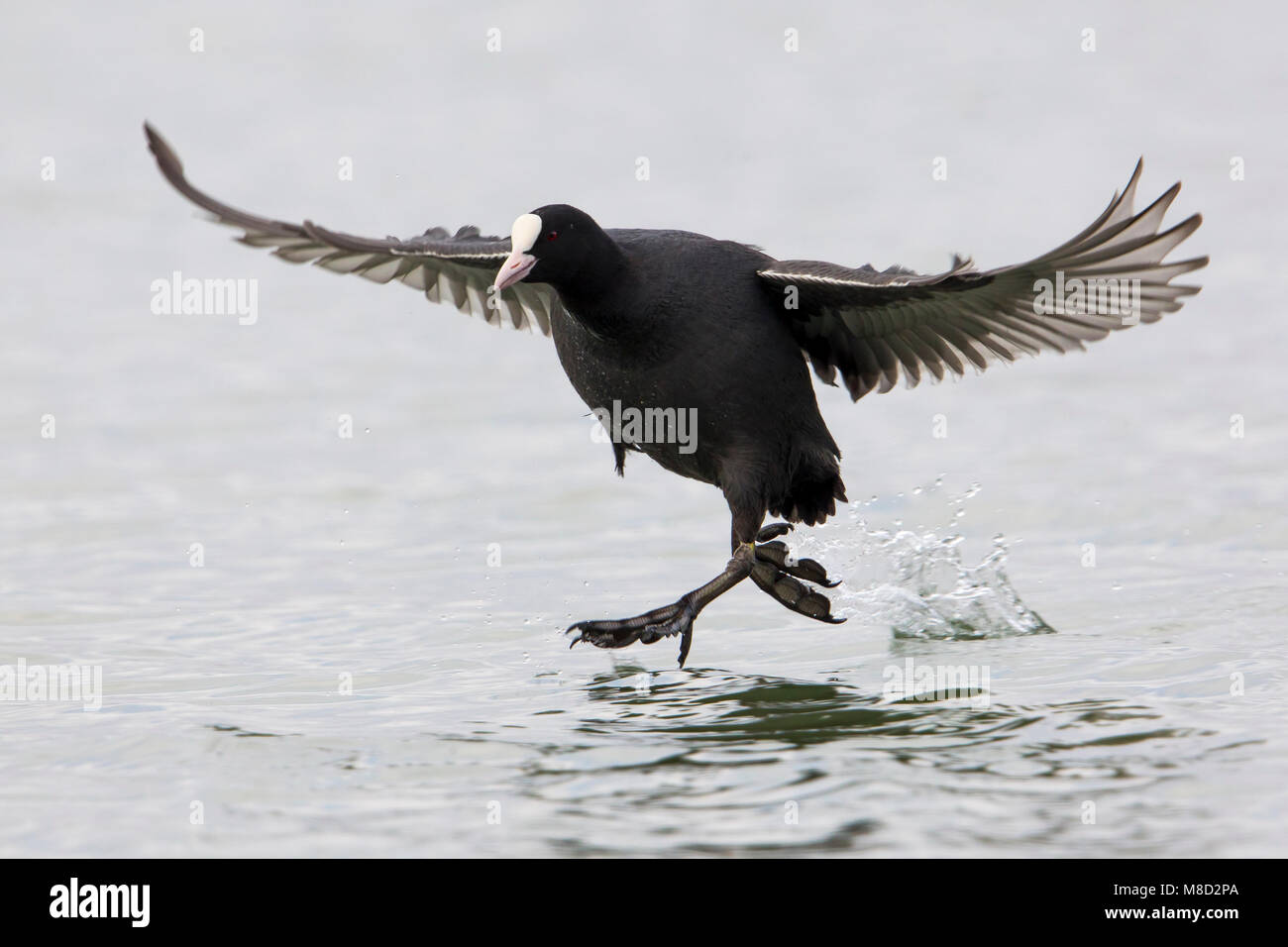 Meerkoet, Eurasian Coot Stock Photo - Alamy