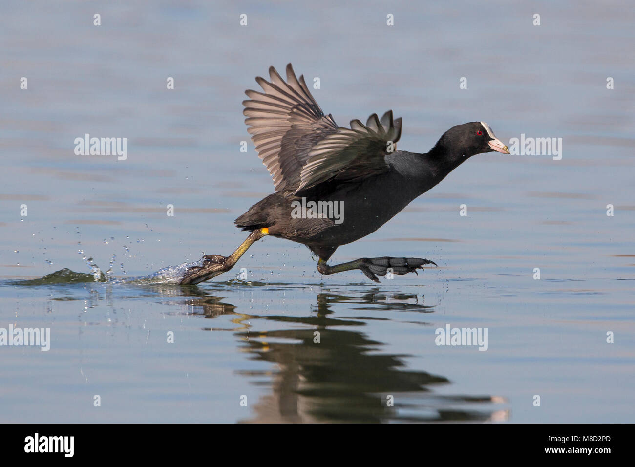 Meerkoet, Eurasian Coot Stock Photo - Alamy