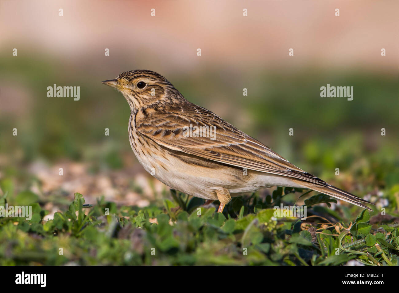 Veldleeuwerik; Eurasian Skylark Stock Photo - Alamy