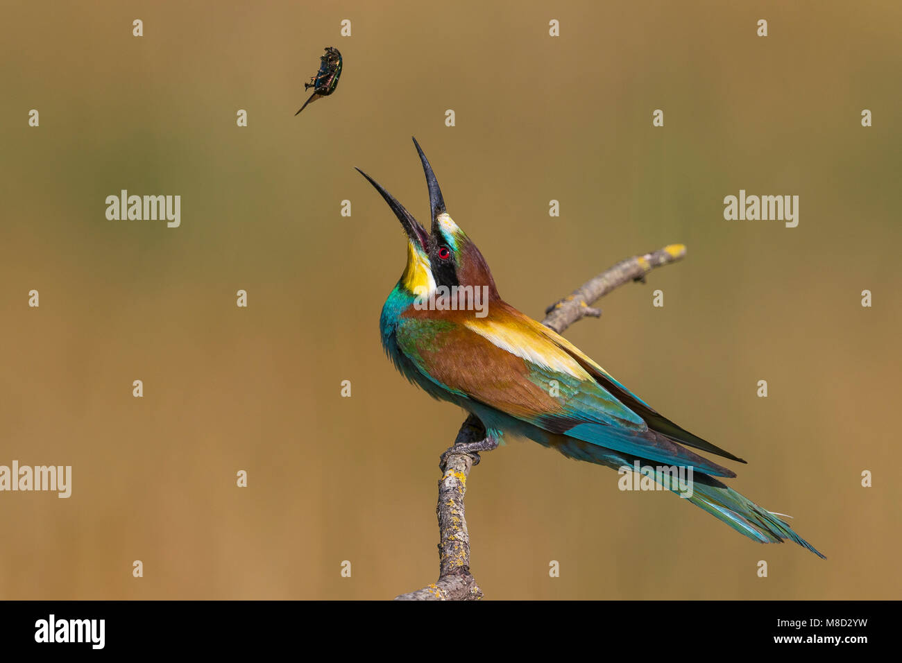 Met eater hi-res stock photography and images - Alamy