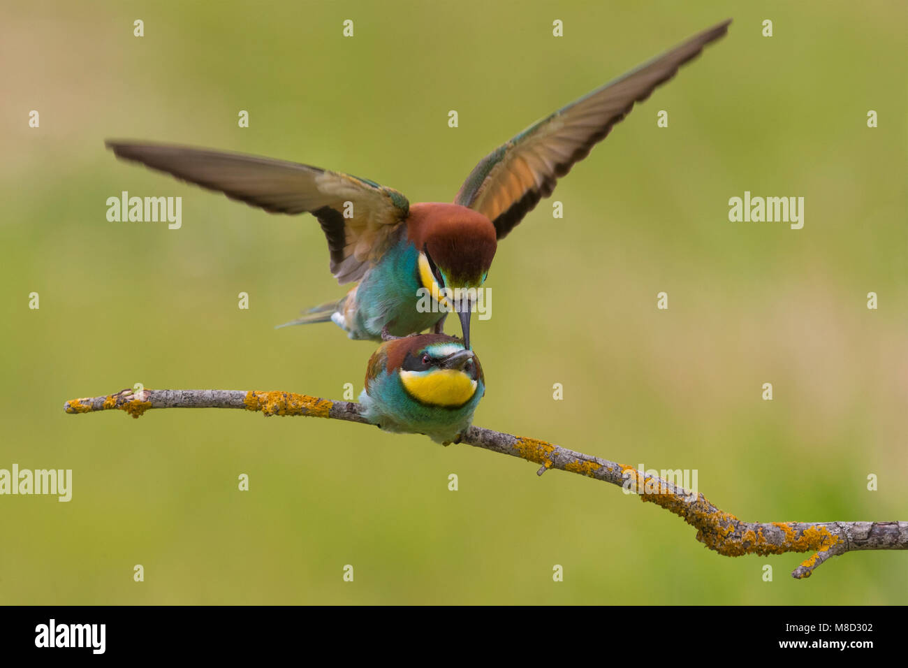 Bijeneters parend, European Bee-eater mating Stock Photo - Alamy