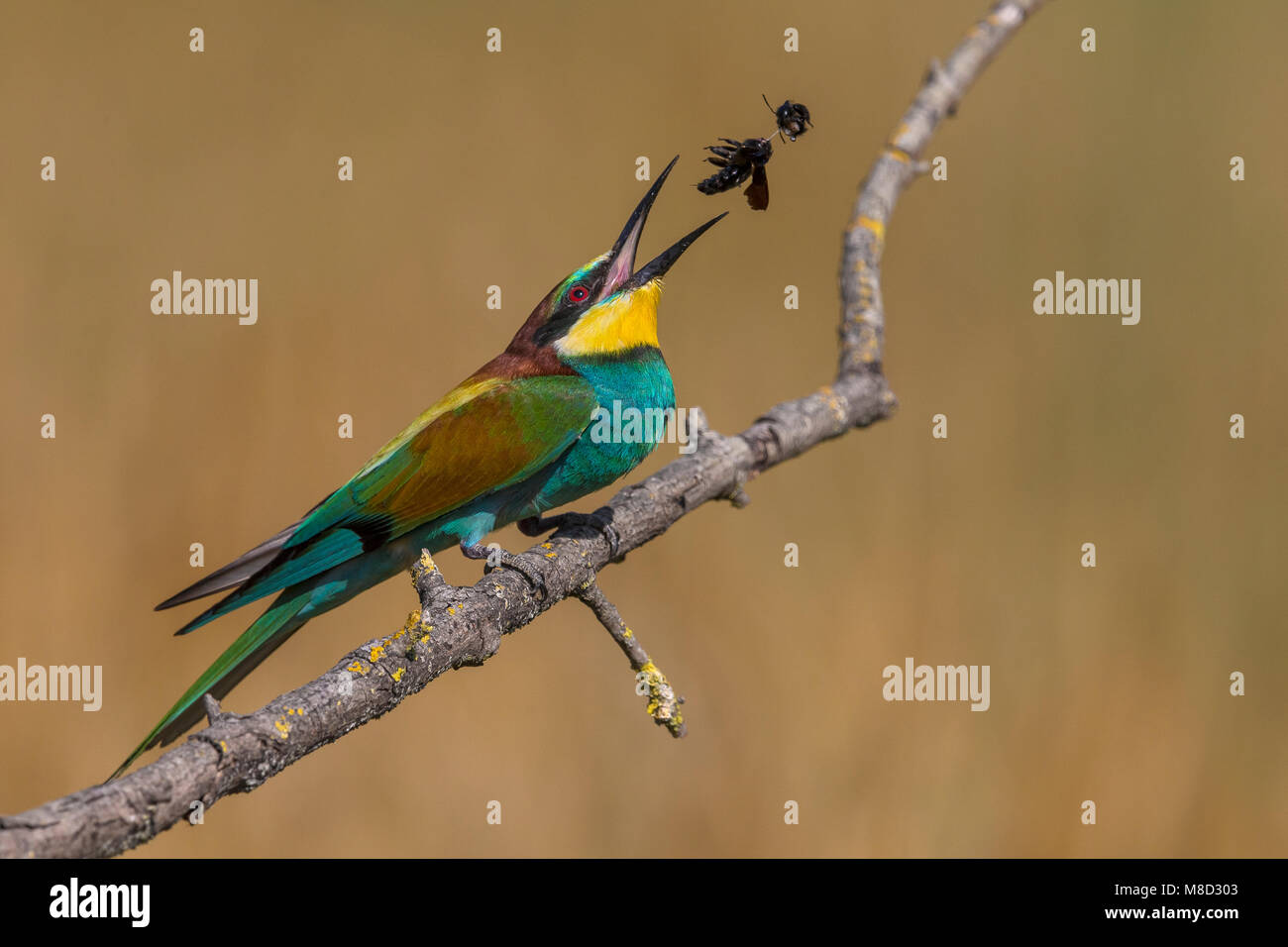 Met eater hi-res stock photography and images - Alamy