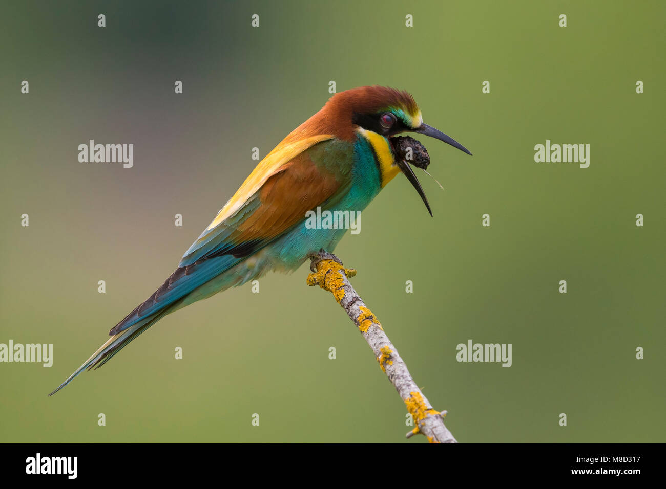 Throwing up insect hi-res stock photography and images - Alamy