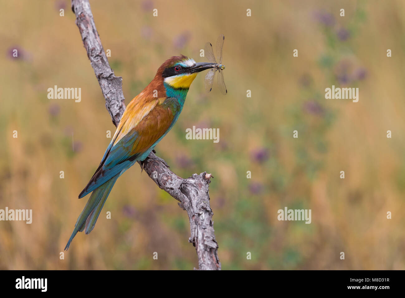 Met eater hi-res stock photography and images - Alamy