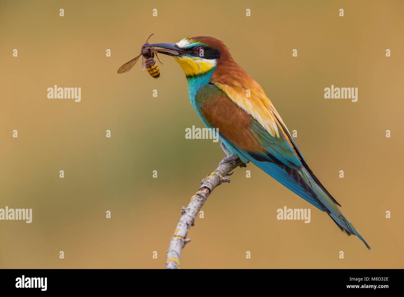 Met eater hi-res stock photography and images - Alamy