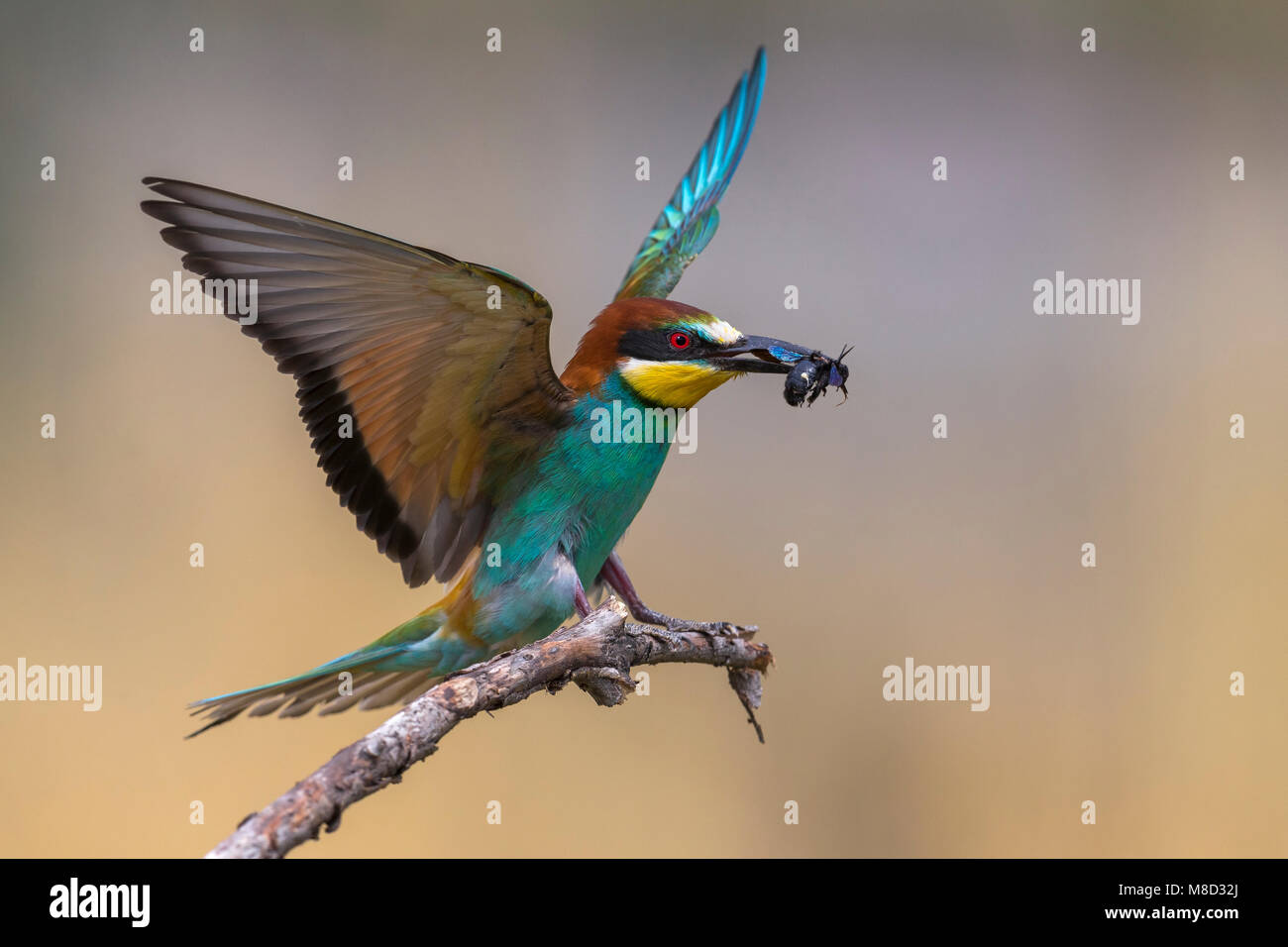 Bijeneter met prooi, European Bee-eater with prey Stock Photo - Alamy