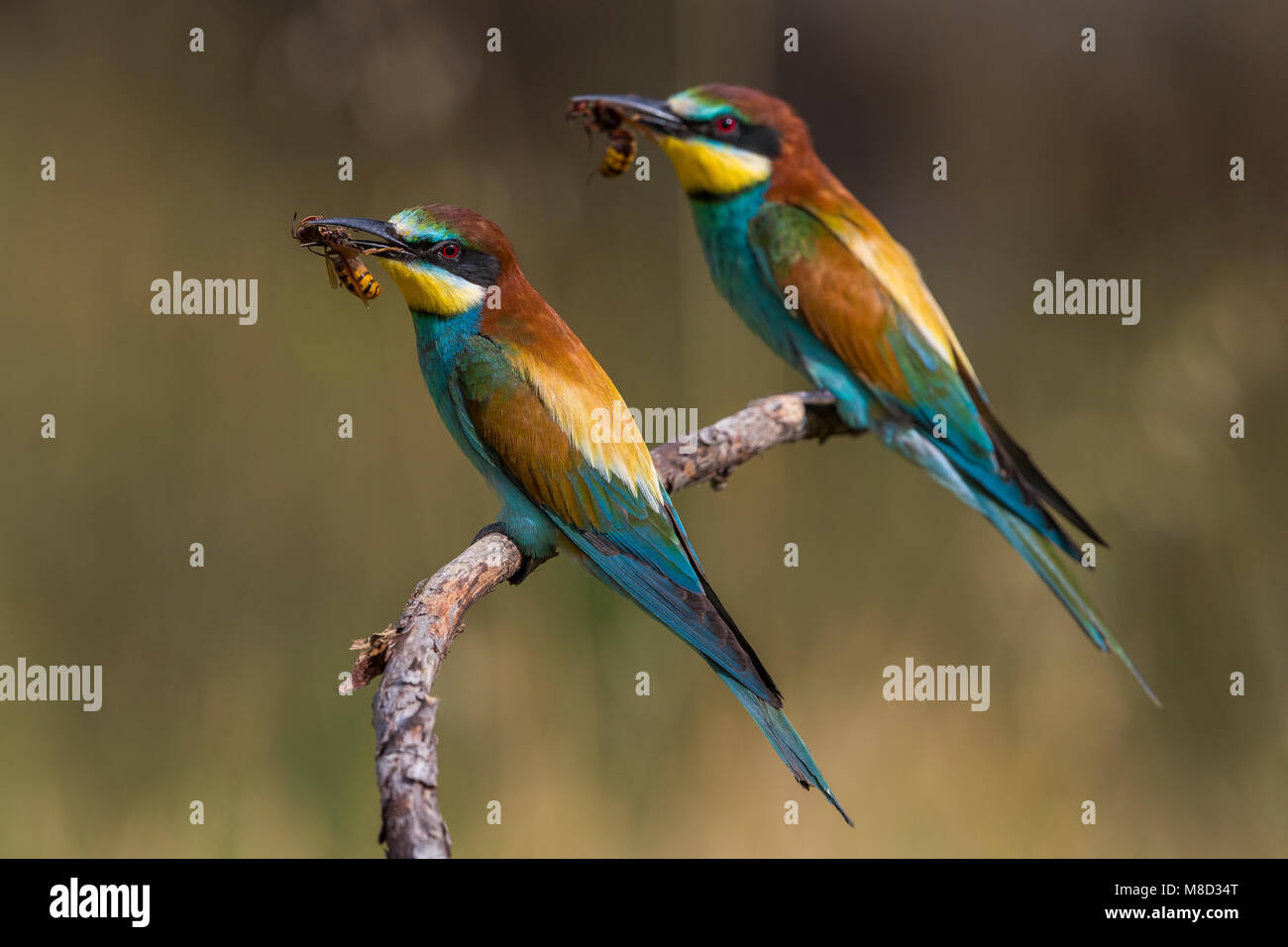 Bijeneters met prooi, European Bee-eaters with prey Stock Photo - Alamy