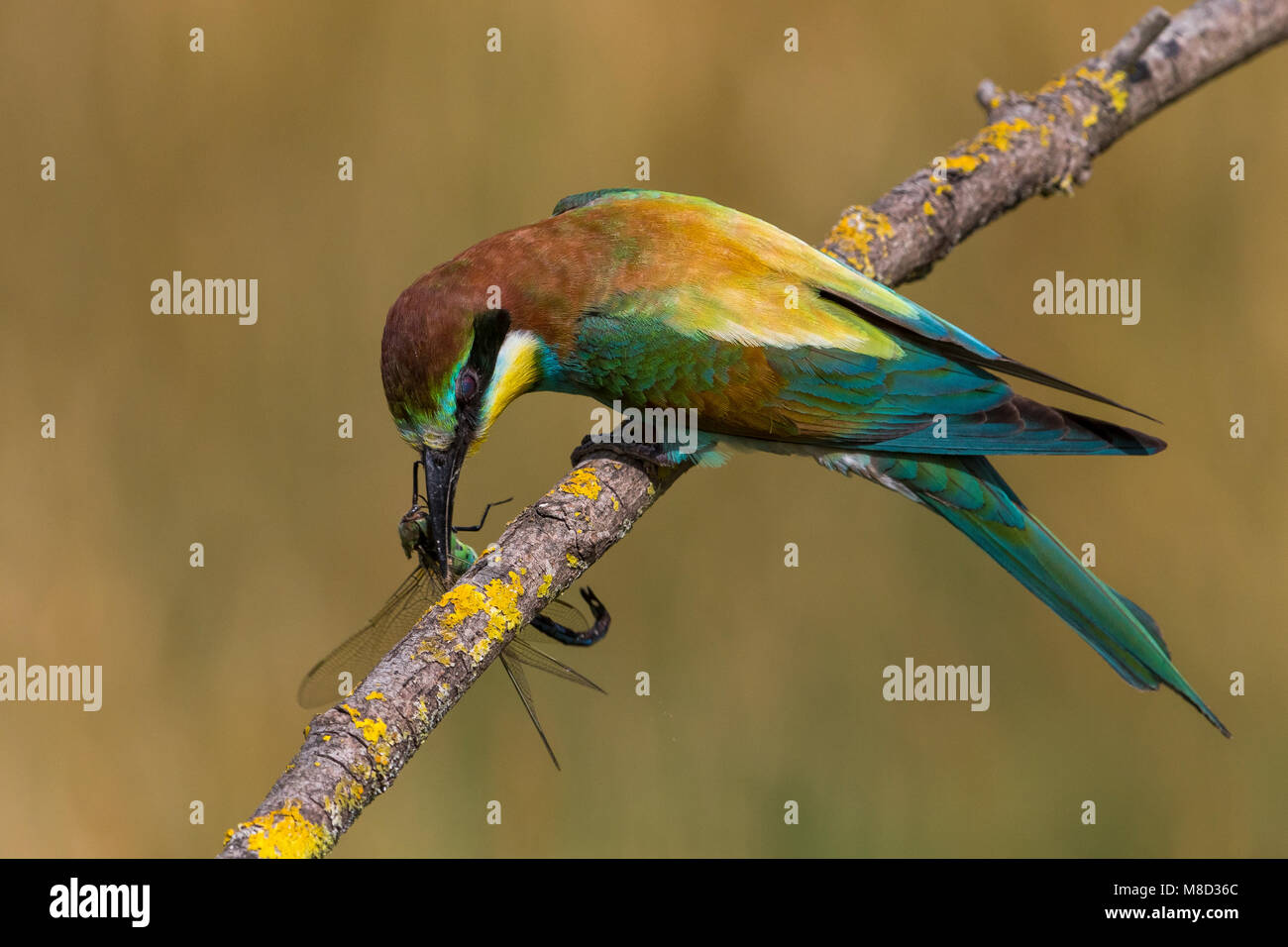 Met eater hi-res stock photography and images - Alamy