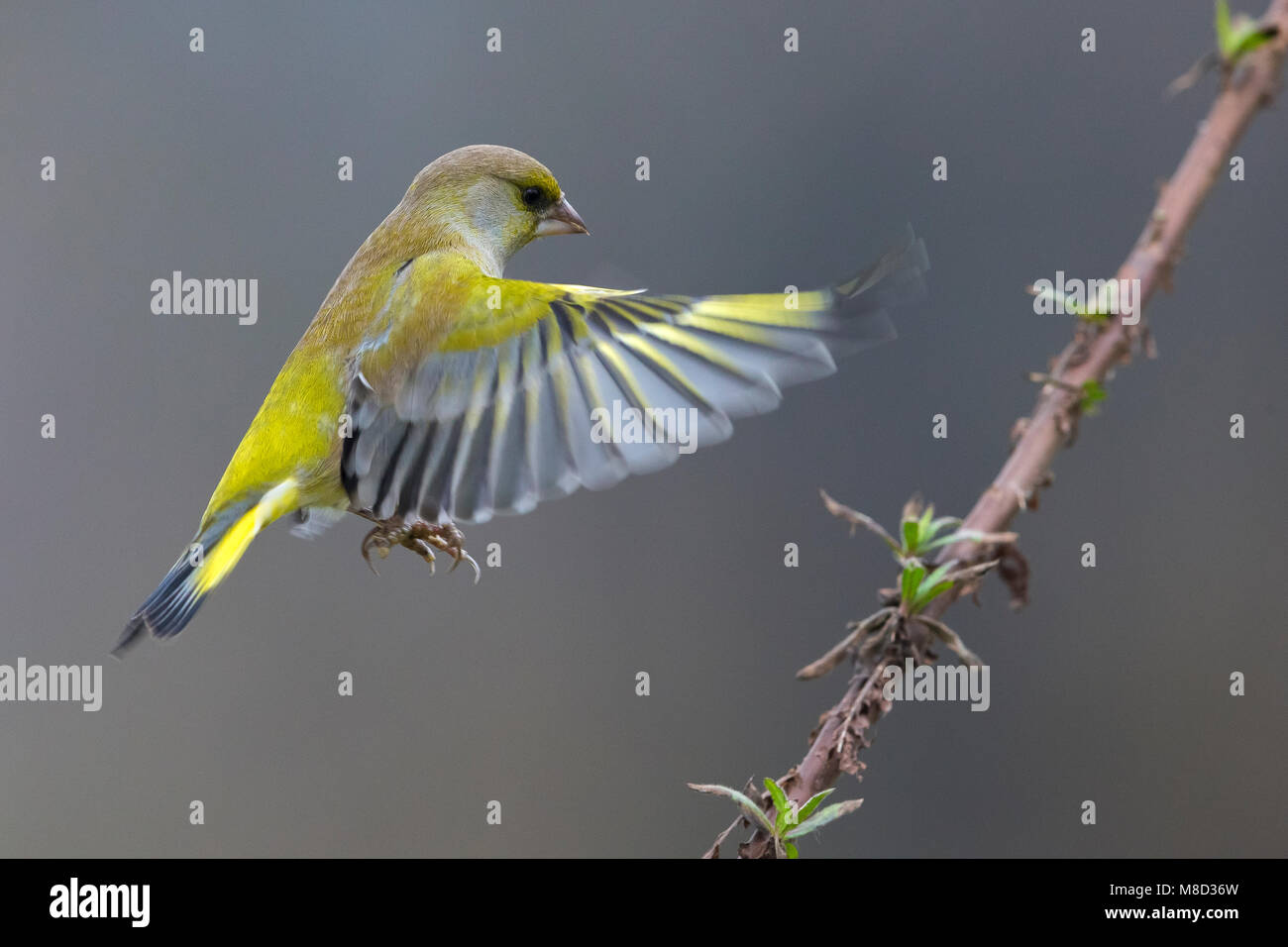 Vliegende Groenling; Greenfinch in flight Stock Photo - Alamy