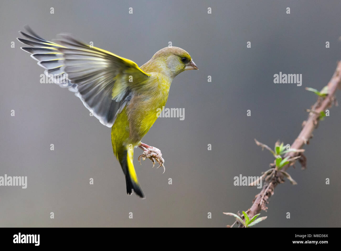 Vliegende Groenling; Greenfinch in flight Stock Photo - Alamy