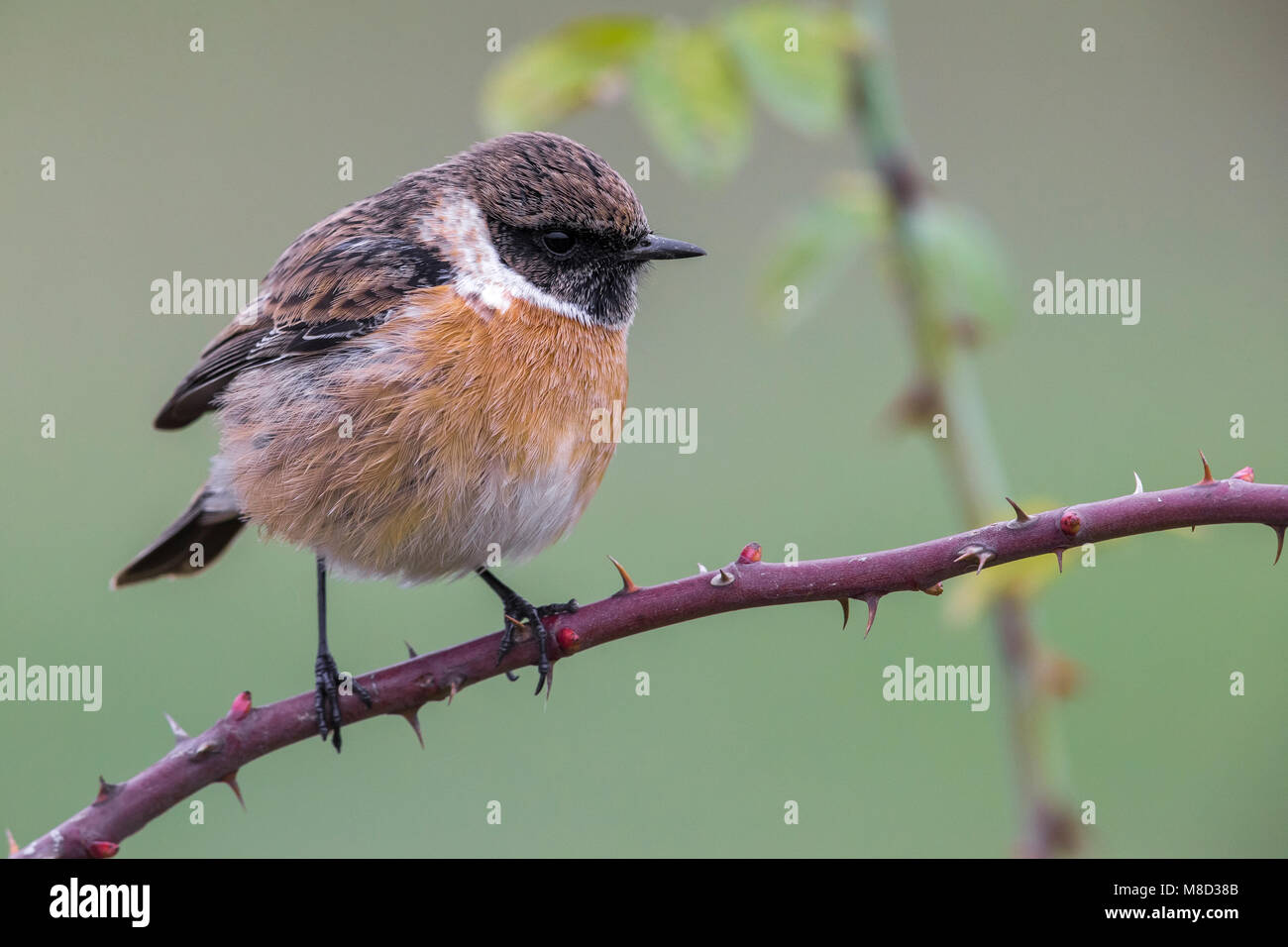 Winterkleed Roodborsttapuit; European Stonechat winterplumage Stock ...