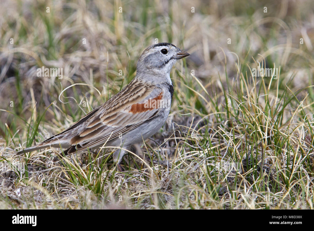 Adult breeding male hi-res stock photography and images - Alamy