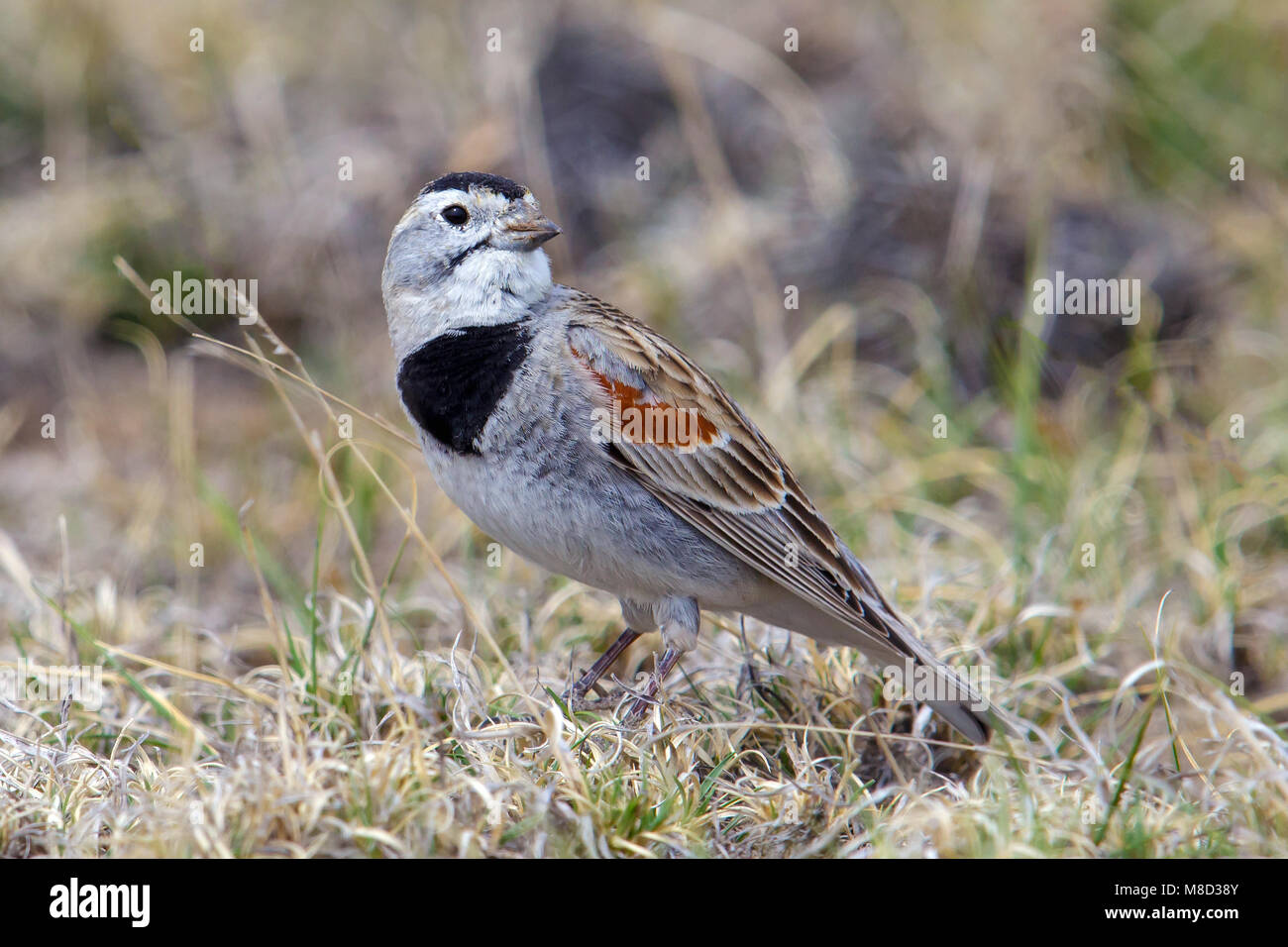 Adult male breeding hi-res stock photography and images - Alamy