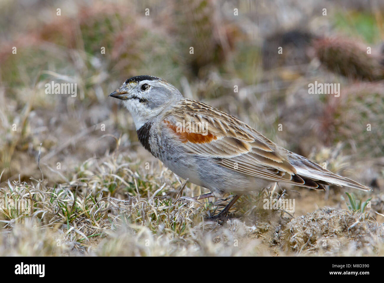 Adult male breeding Weld Co., CO April 2014 Stock Photo - Alamy