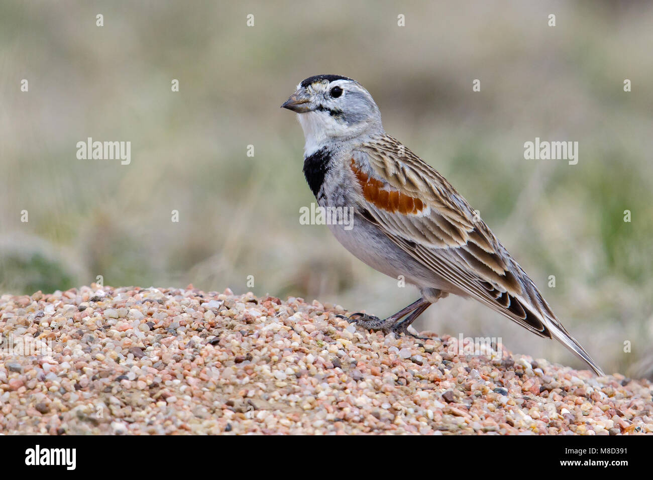 Adult breeding male hi-res stock photography and images - Alamy