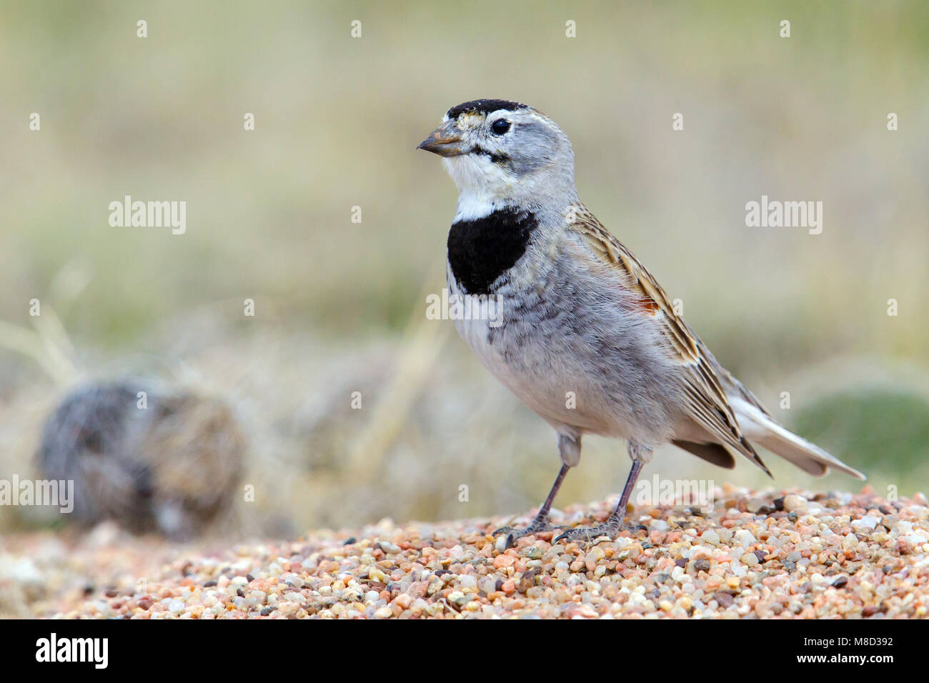 Adult breeding male hi-res stock photography and images - Alamy