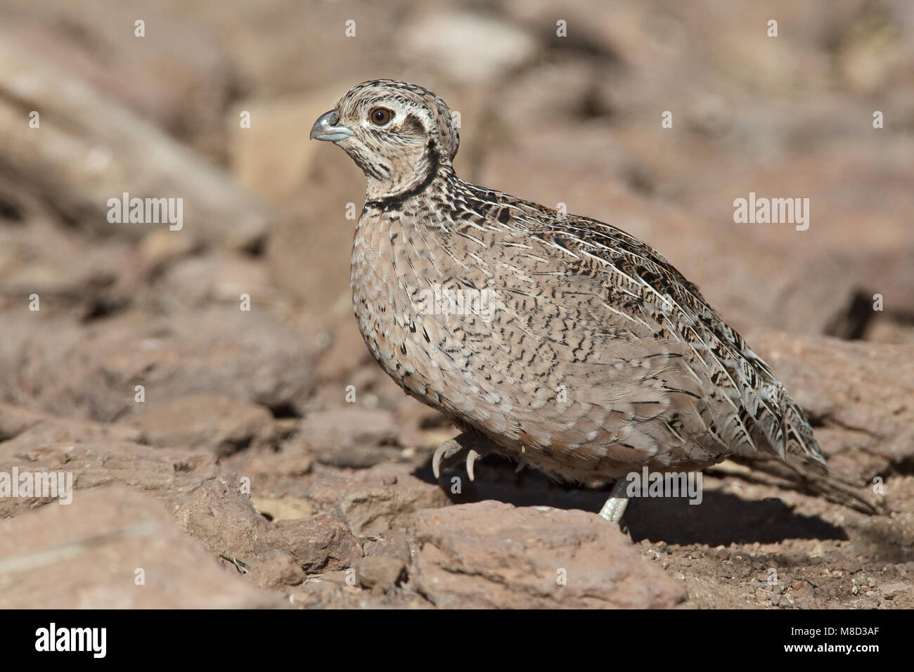 Adult female Jeff Davis Co., TX March 2010 Stock Photo - Alamy