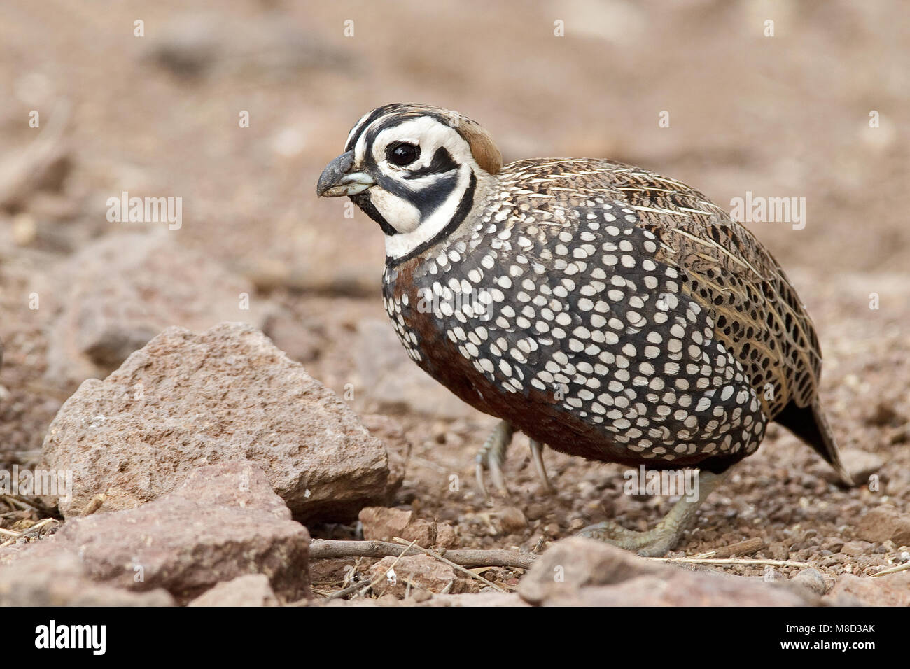 Adult male Jeff Davis Co., TX March 2010 Stock Photo - Alamy