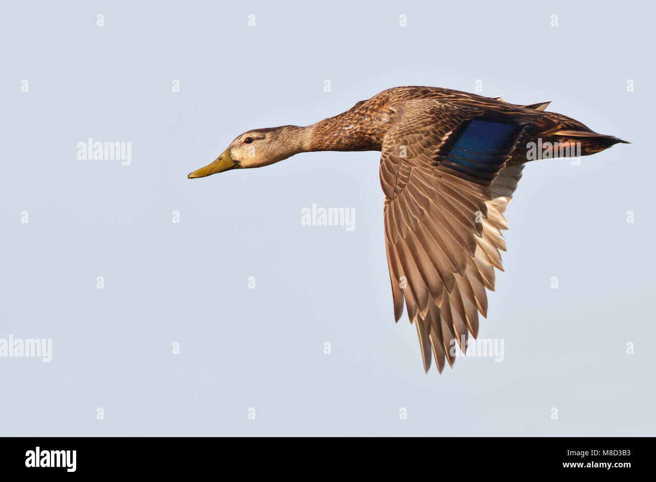 Mottled Drake Duck