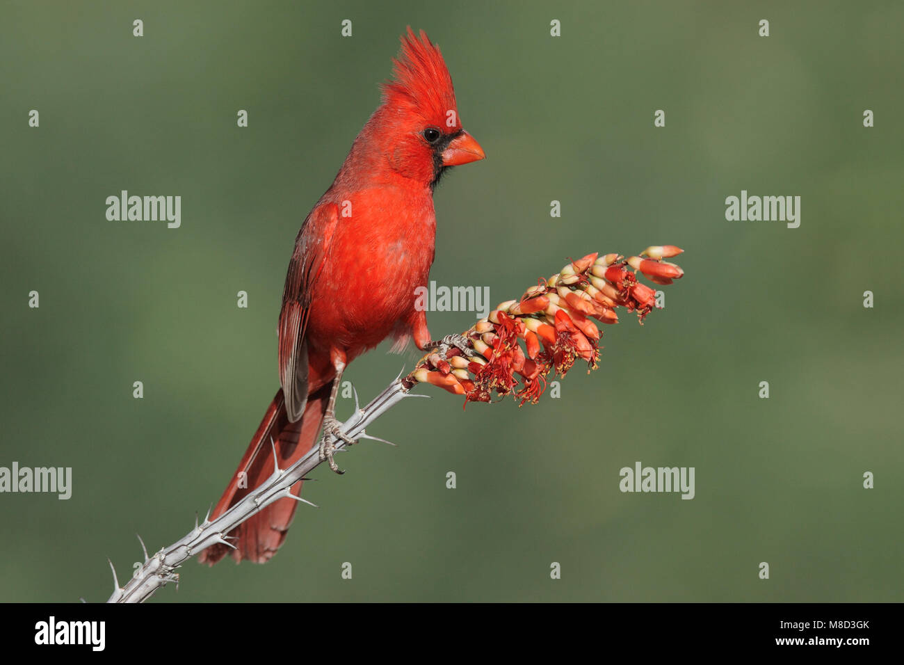 Adult Male Cardinal High Resolution Stock Photography and Images - Alamy