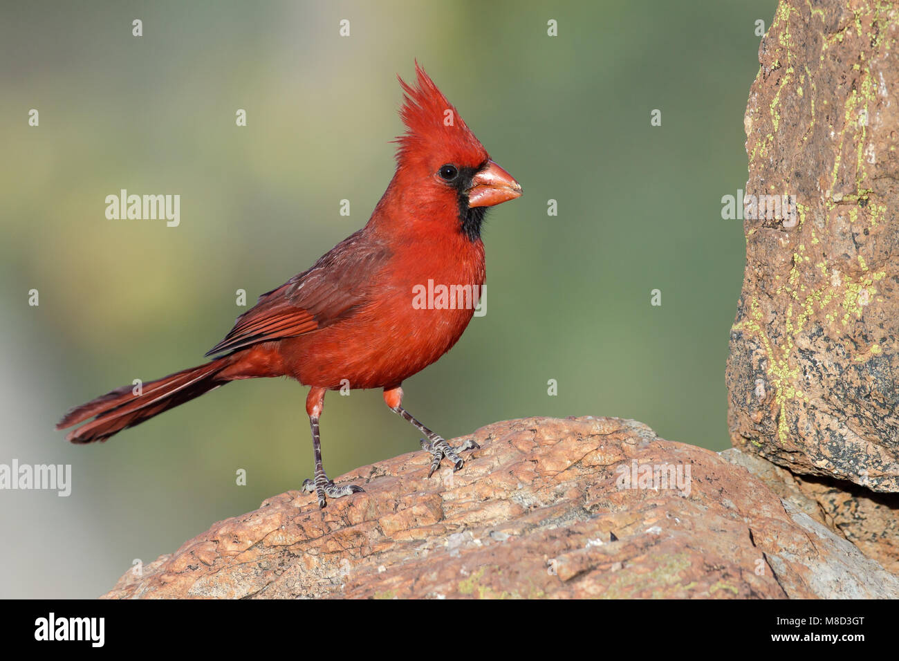 Male adult cardinal hi-res stock photography and images - Alamy