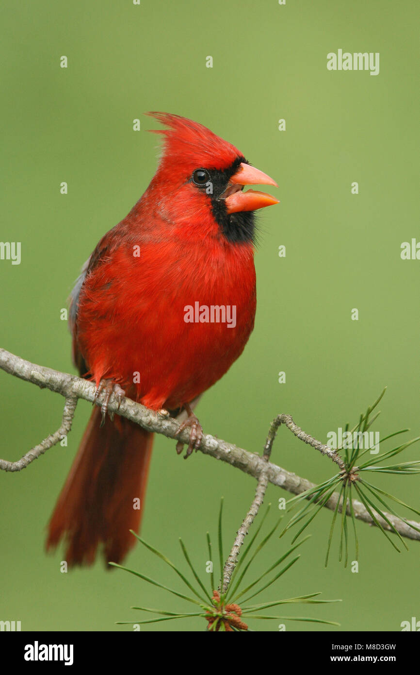 Singing cardinalis cardinalis hi-res stock photography and images - Alamy