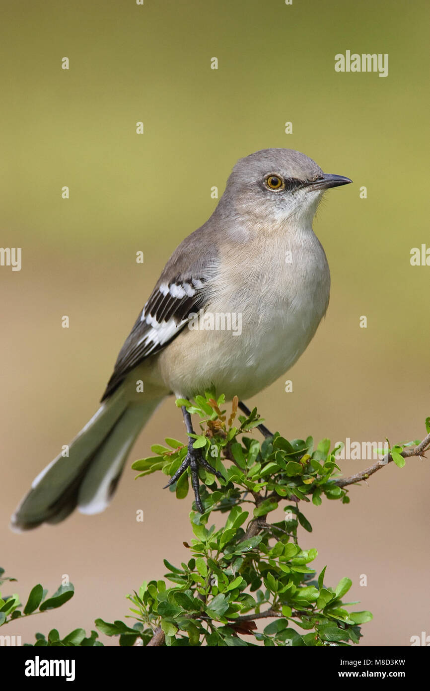 Volwassen Spotlijster, Adult Northern Mockingbird Stock Photo - Alamy