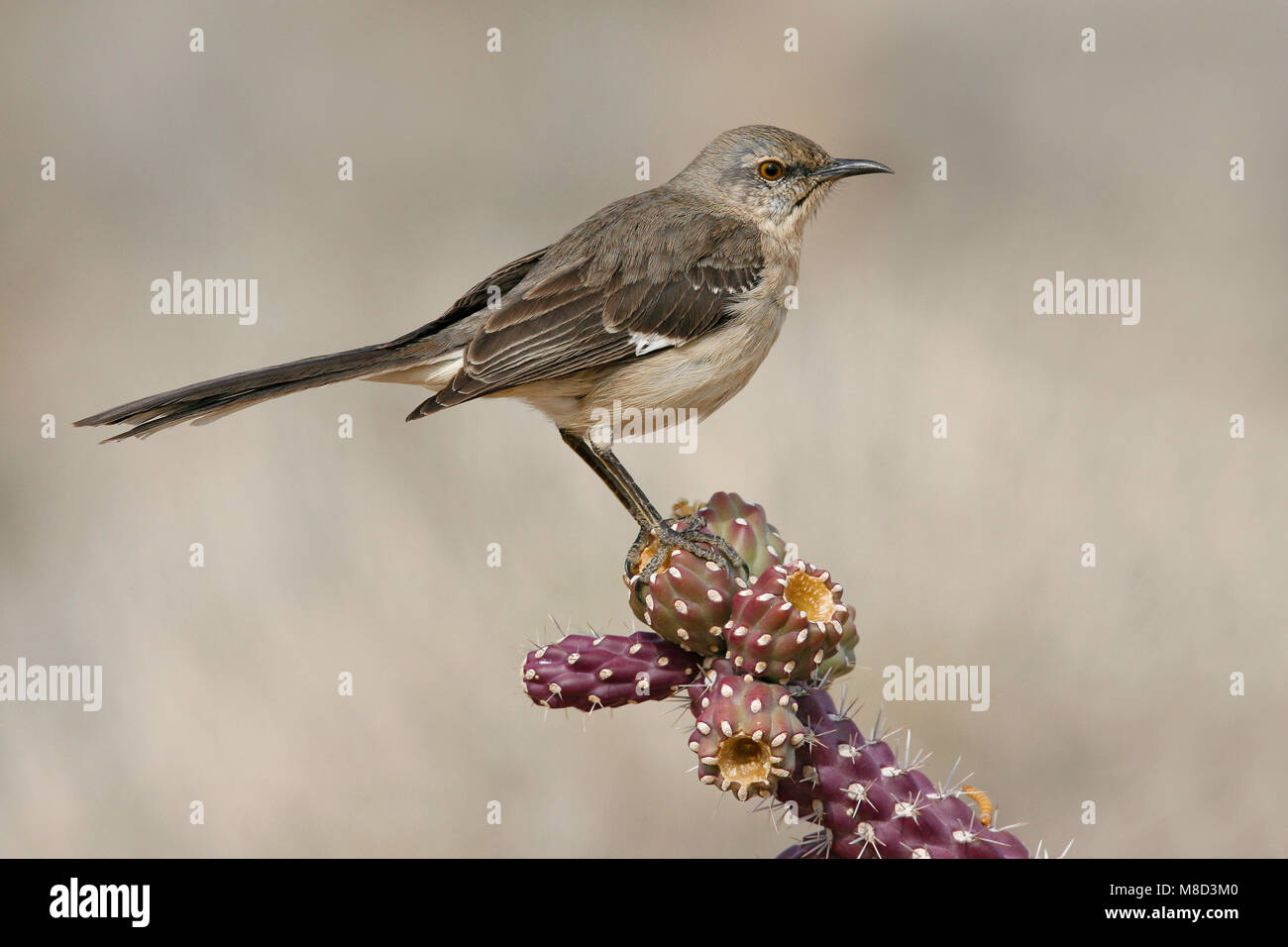 Spotlijster op cactus, Northern Mockingbird on cactus Stock Photo - Alamy