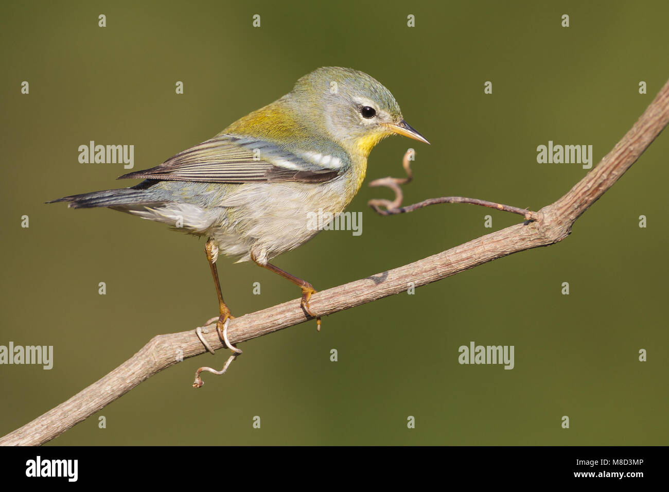 Vrouwtje Brilparulazanger, Female Northern Parula Stock Photo - Alamy