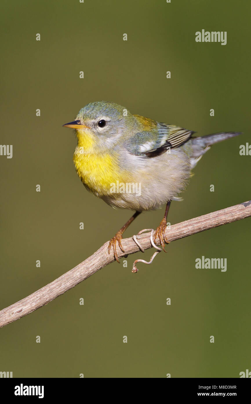 Vrouwtje Brilparulazanger, Female Northern Parula Stock Photo - Alamy