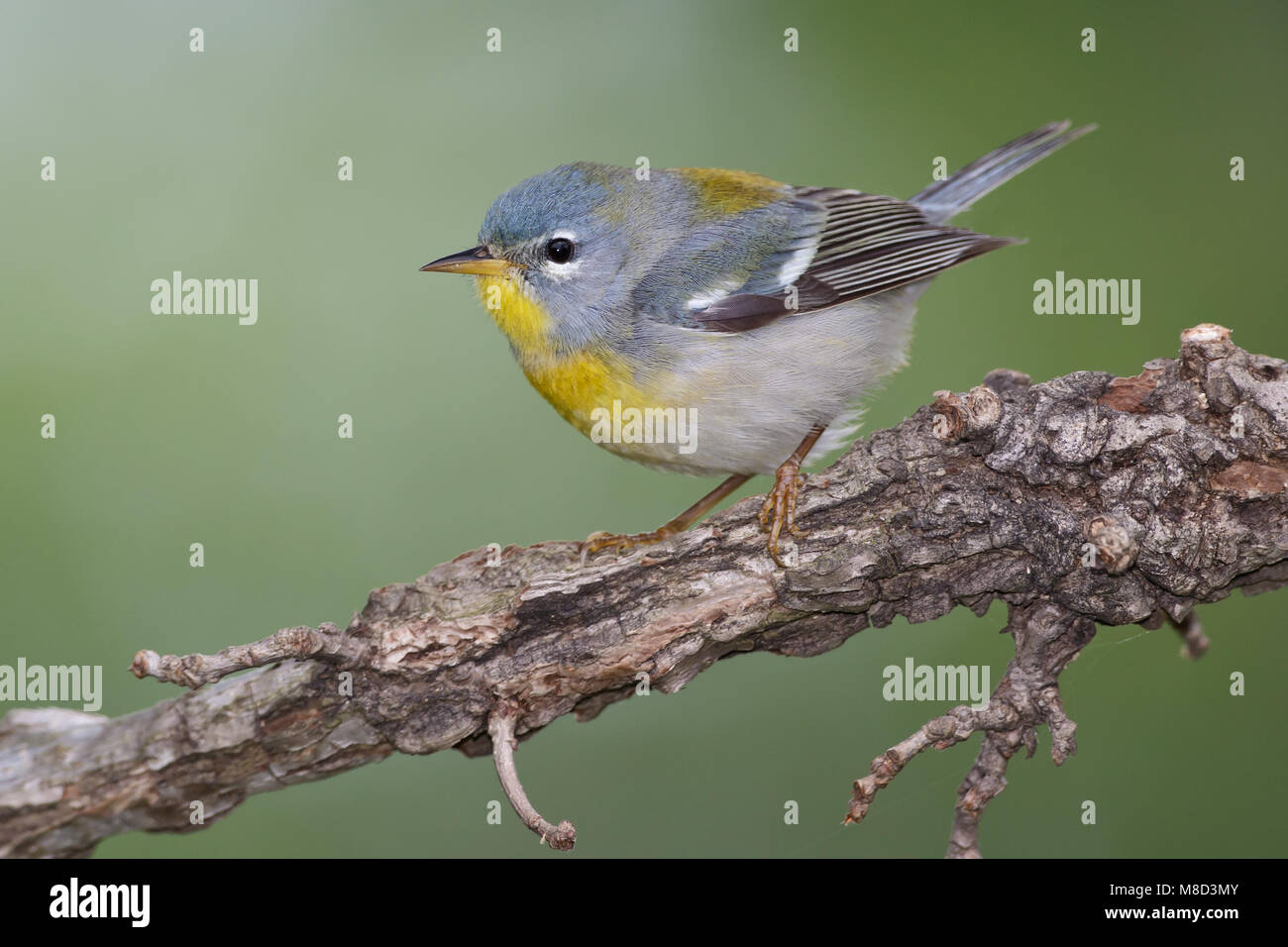Vrouwtje Brilparulazanger, Female Northern Parula Stock Photo - Alamy