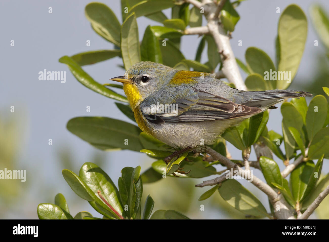 Brilparulazanger, Northern Parula Stock Photo - Alamy