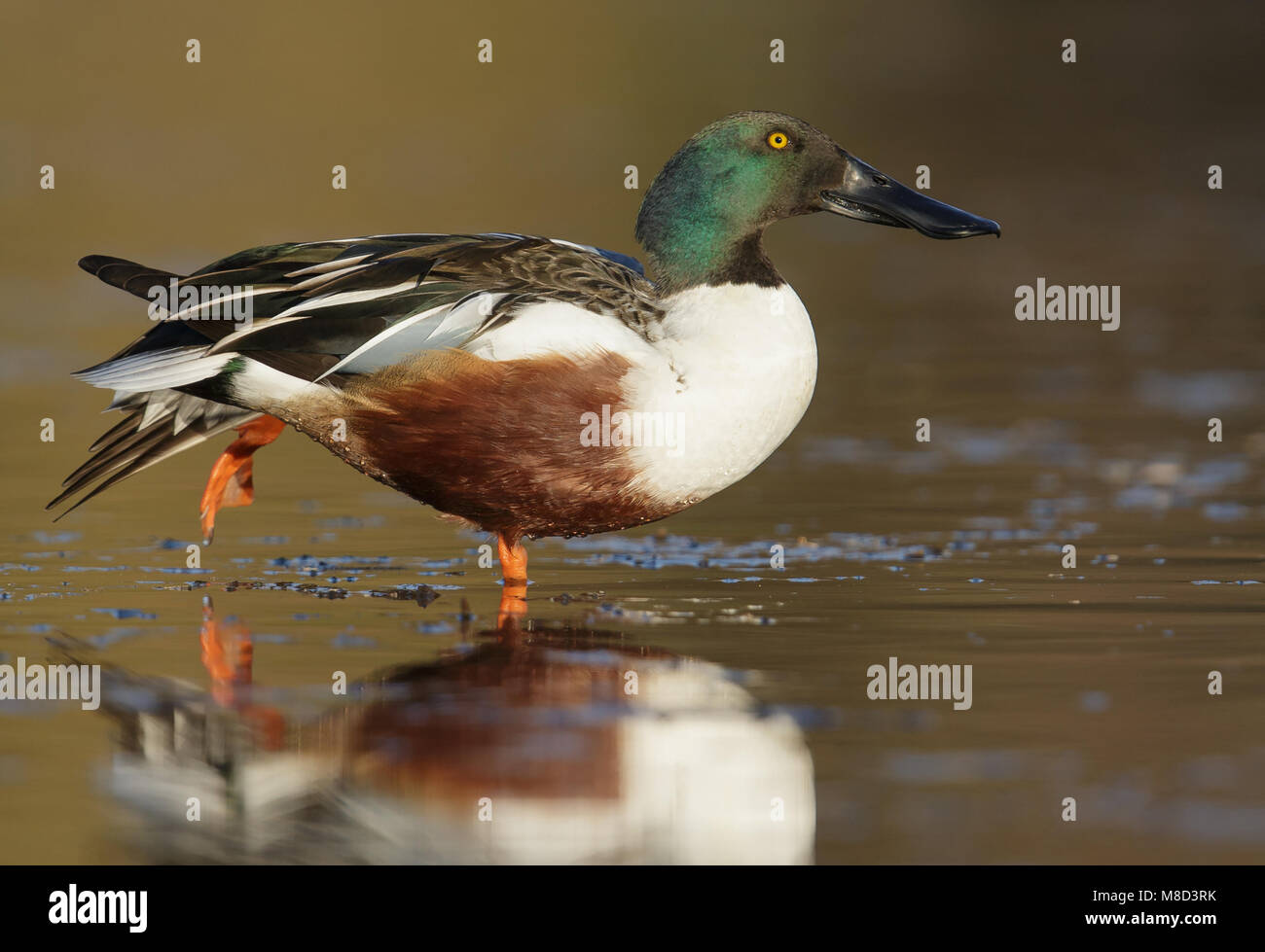 Adult male drake hi-res stock photography and images - Alamy