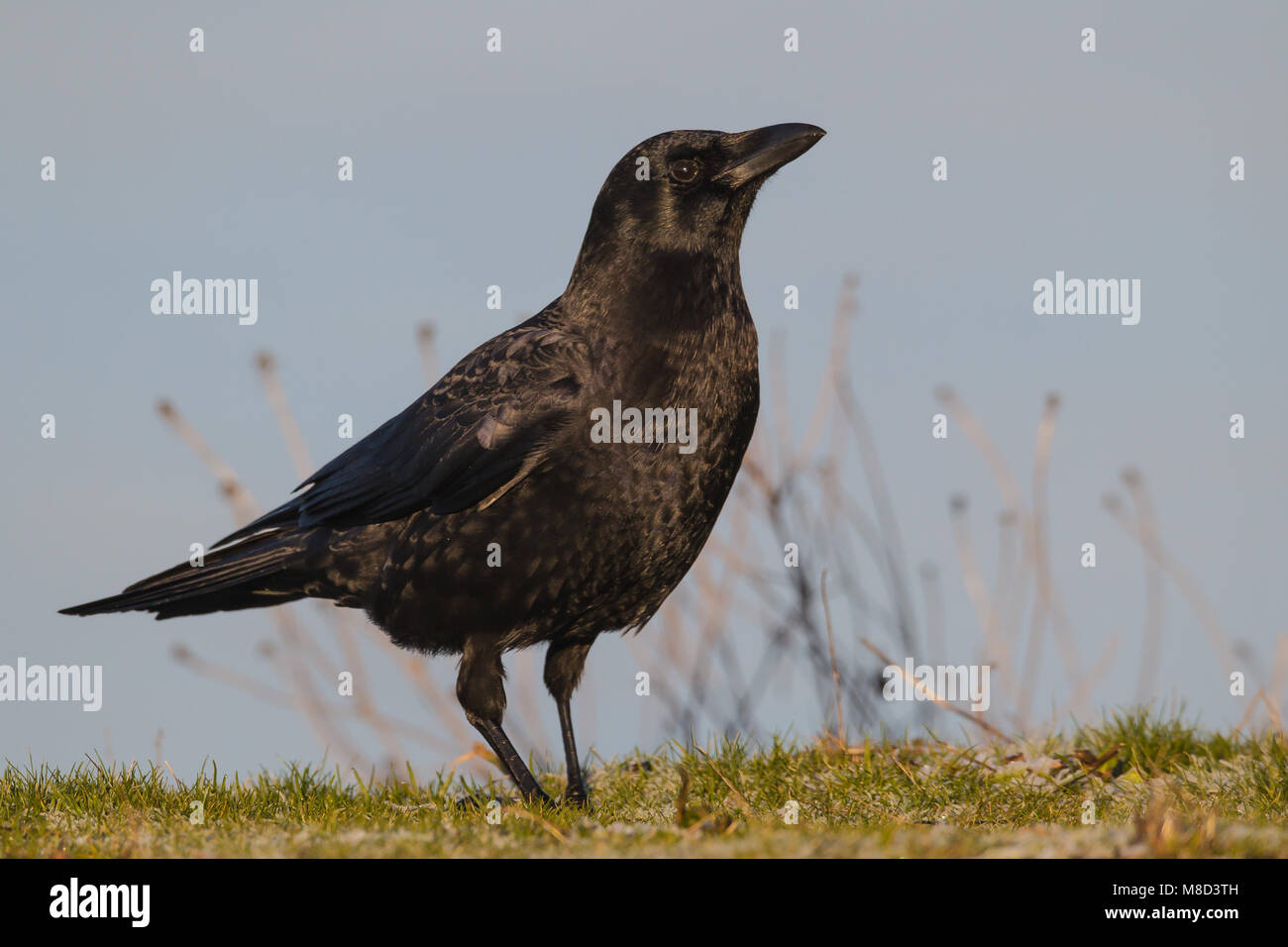 Adult crow hi-res stock photography and images - Alamy