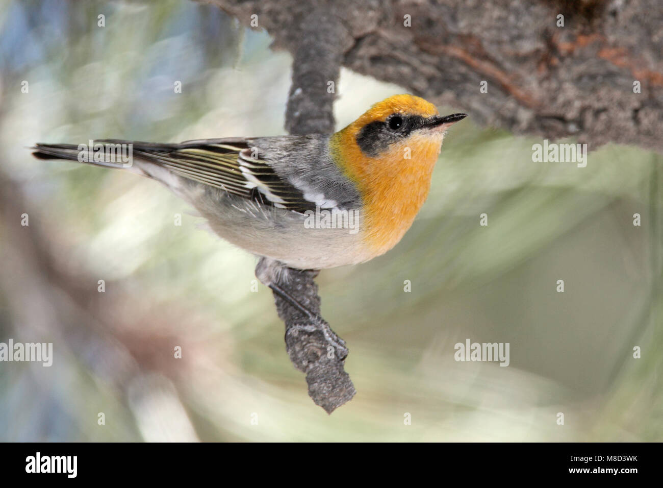 Adult male Cochise Co., AZ April 2009 Stock Photo - Alamy