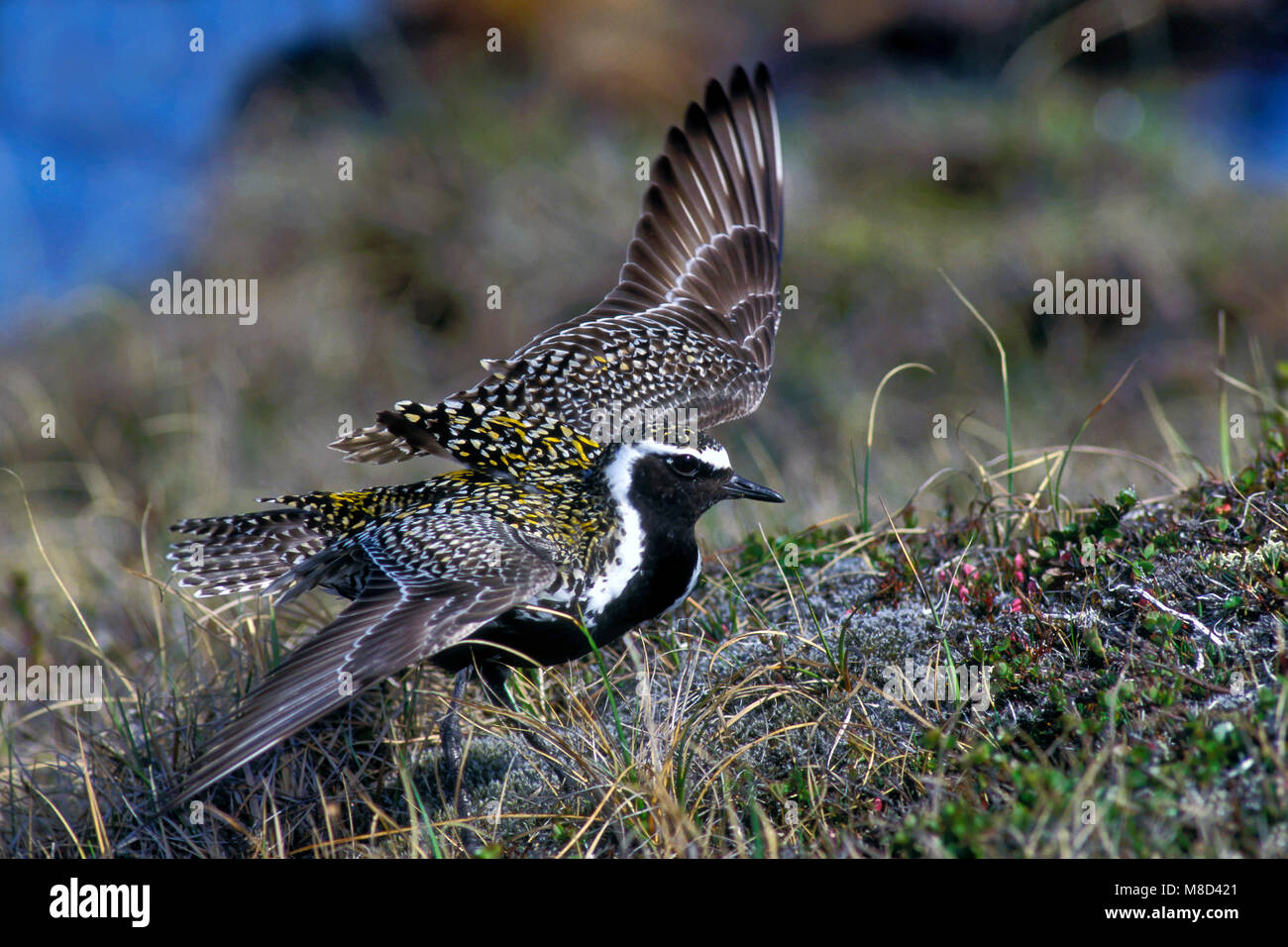 Adult doing nest distraction display Seward Peninsula, AK June 1998 ...