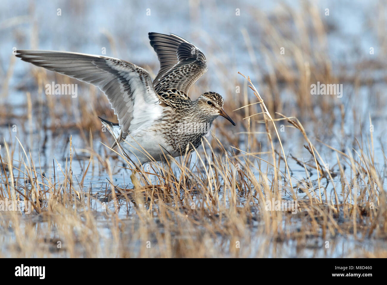 Female sandpiper hi-res stock photography and images - Alamy
