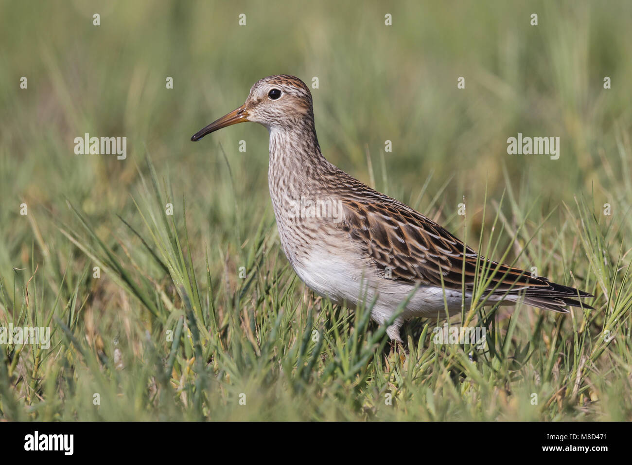 Juveniele Gestreepte Strandloper, Juvenile Pectoral Sandpiper Stock ...
